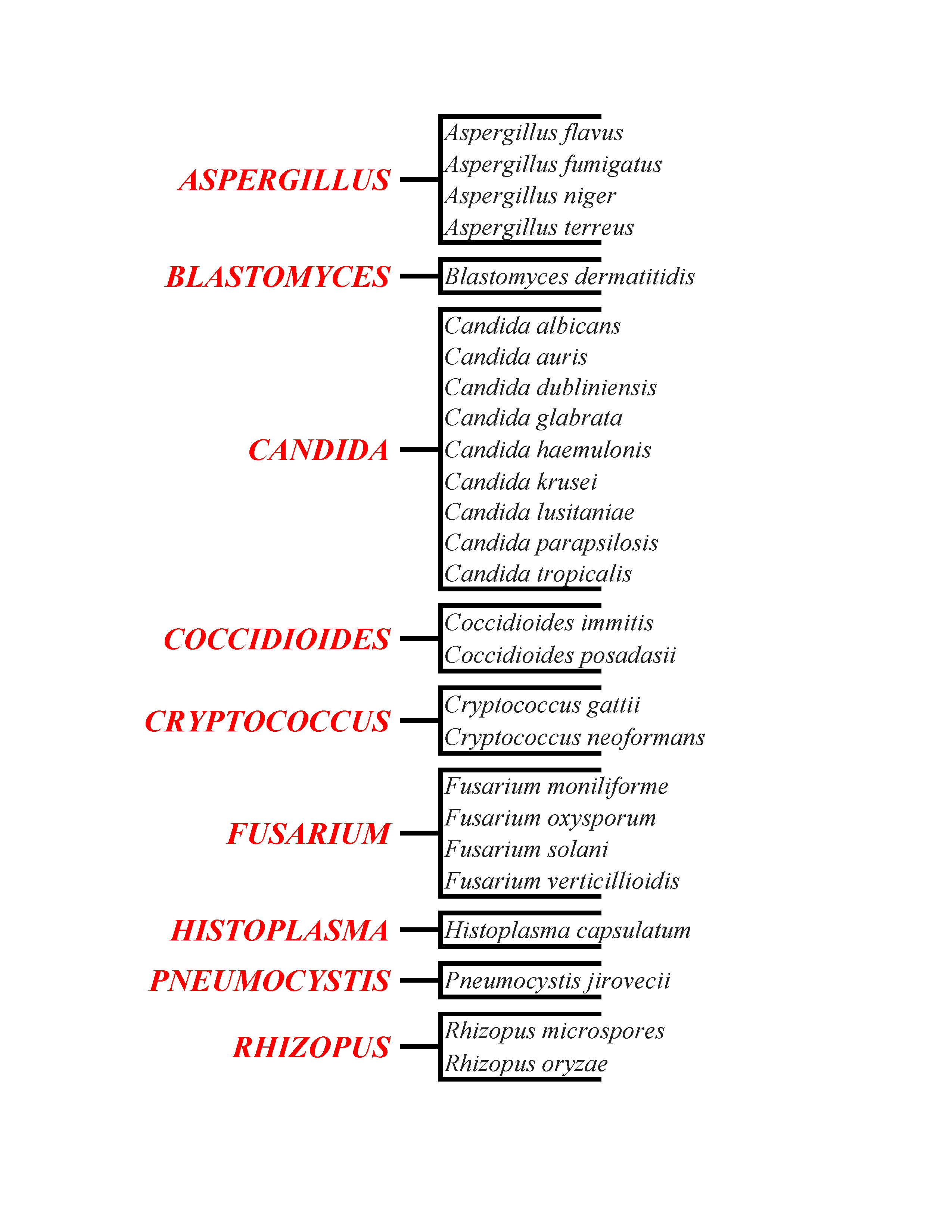 fungal-dna-phylogeny-1 | Zepto Life Technology Inc.